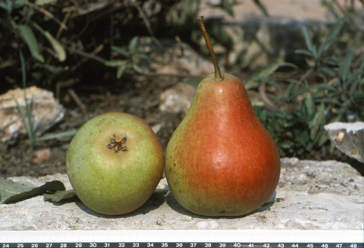 Hauptsorte Birne - Obstarche