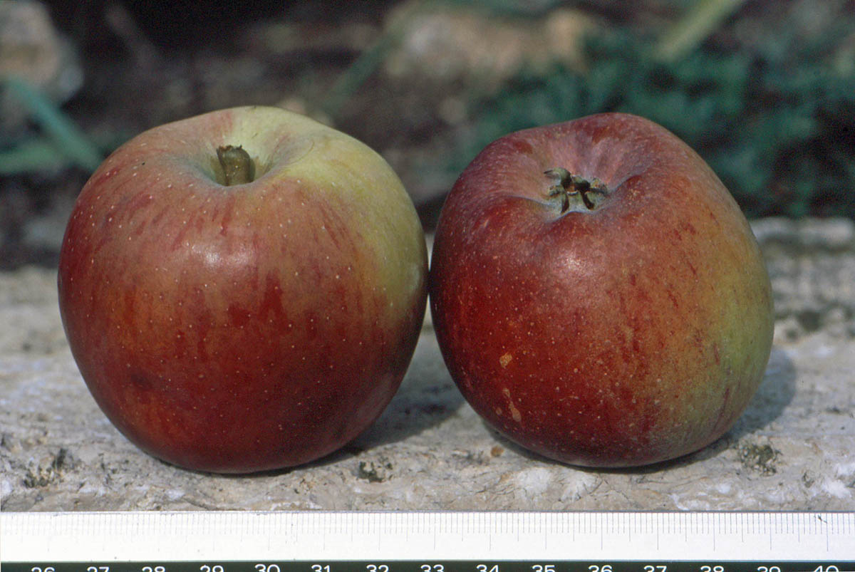 Hauptsorte Apfel - Obstarche