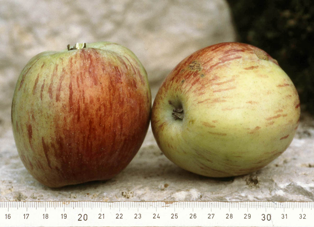 Hauptsorte Apfel - Obstarche