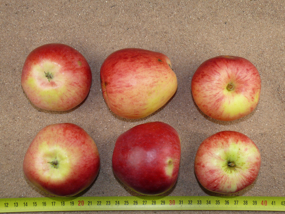 Regionale Apfelsorten - Obstarche